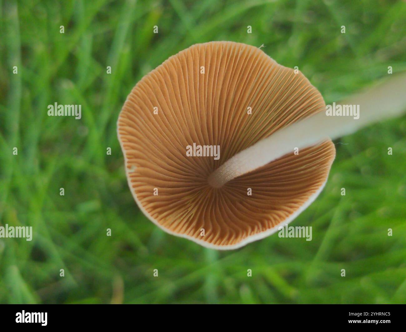 milky conecap (Conocybe apala Stock Photo - Alamy
