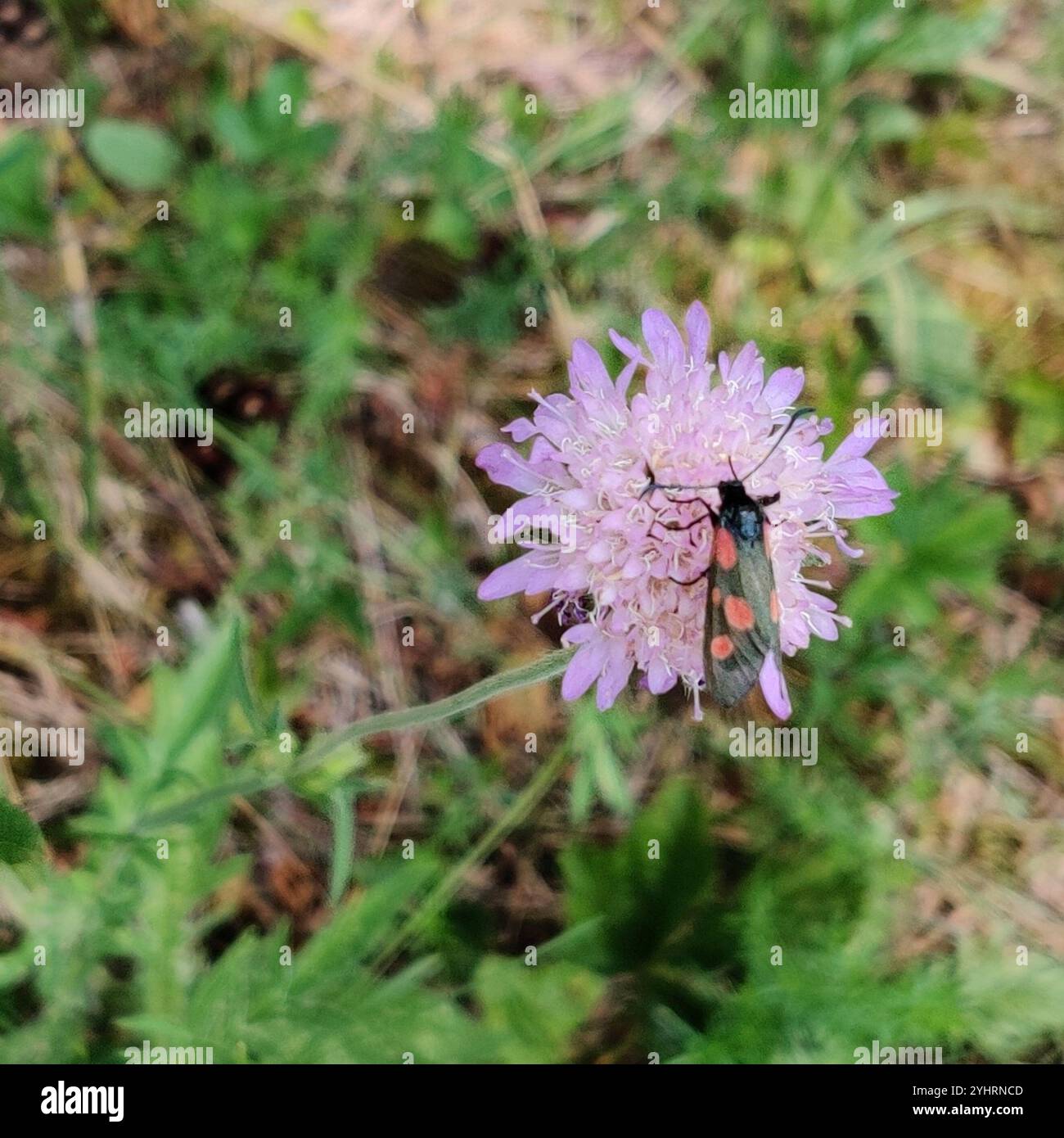 New Forest Burnet (Zygaena viciae Stock Photo - Alamy