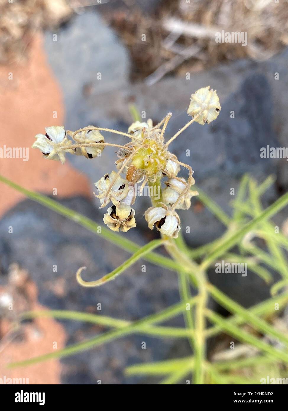 (Asclepias asperula asperula Stock Photo - Alamy
