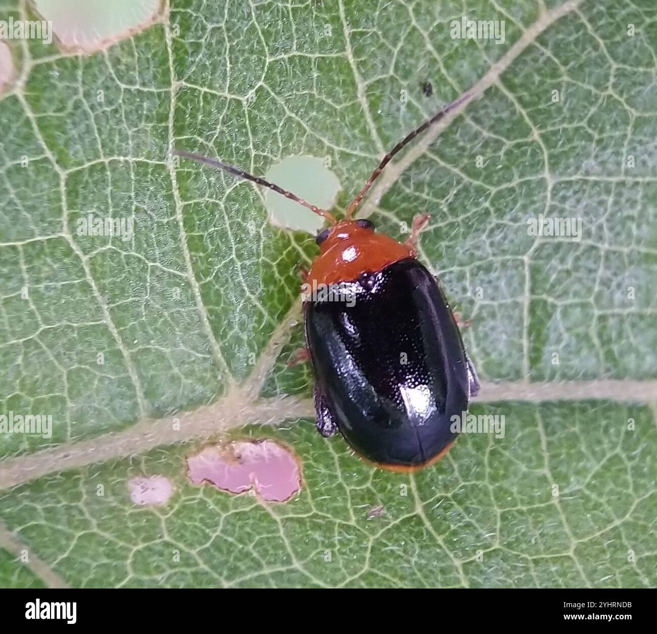 Flea Beetles (Alticini Stock Photo - Alamy