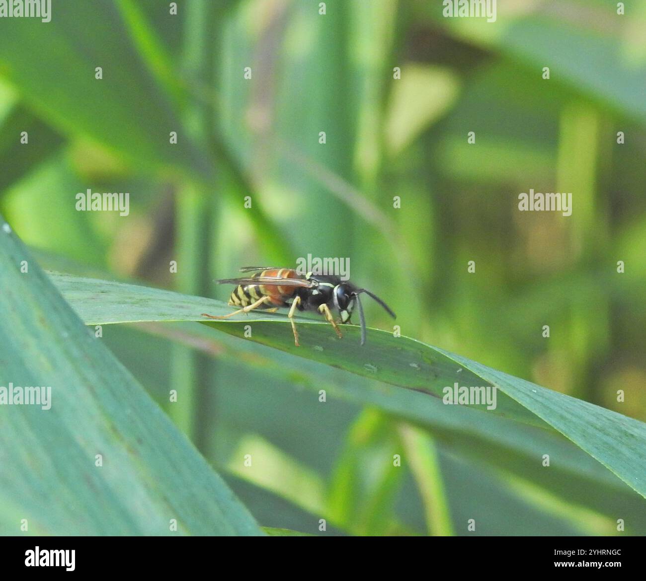 Red-banded Yellowjacket (Vespula rufa Stock Photo - Alamy
