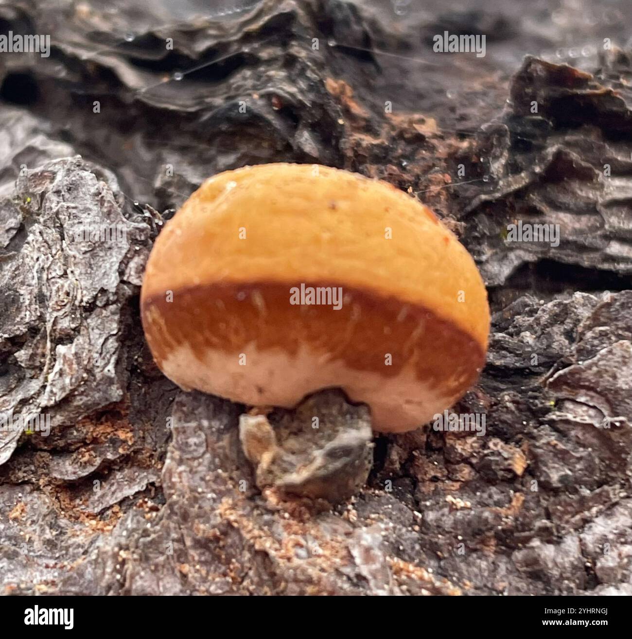 Cryptoporus hi-res stock photography and images - Alamy