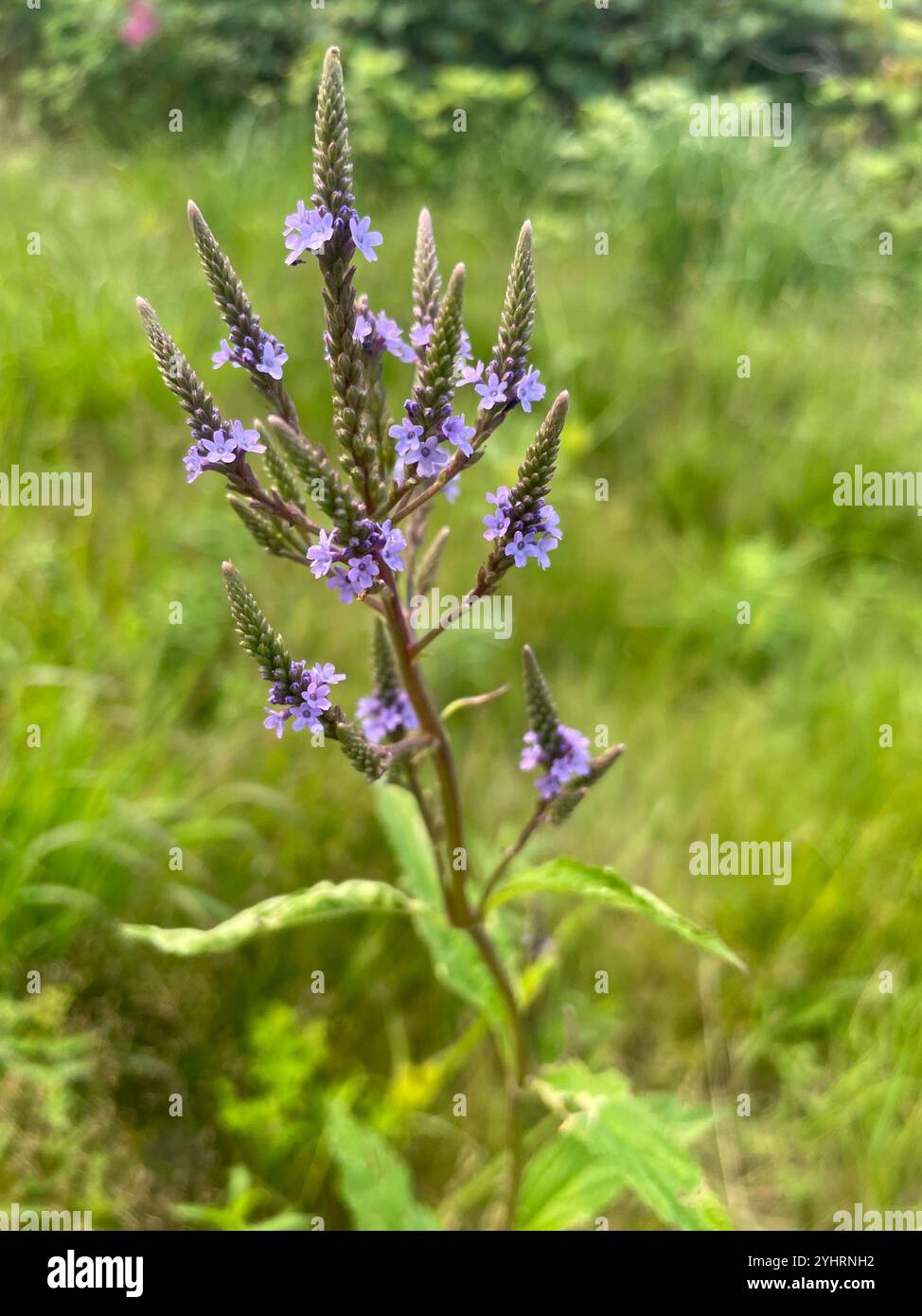 blue vervain (Verbena hastata Stock Photo - Alamy