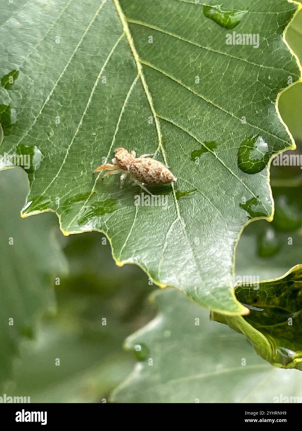 Common Hentz Jumping Spider (Hentzia palmarum Stock Photo - Alamy