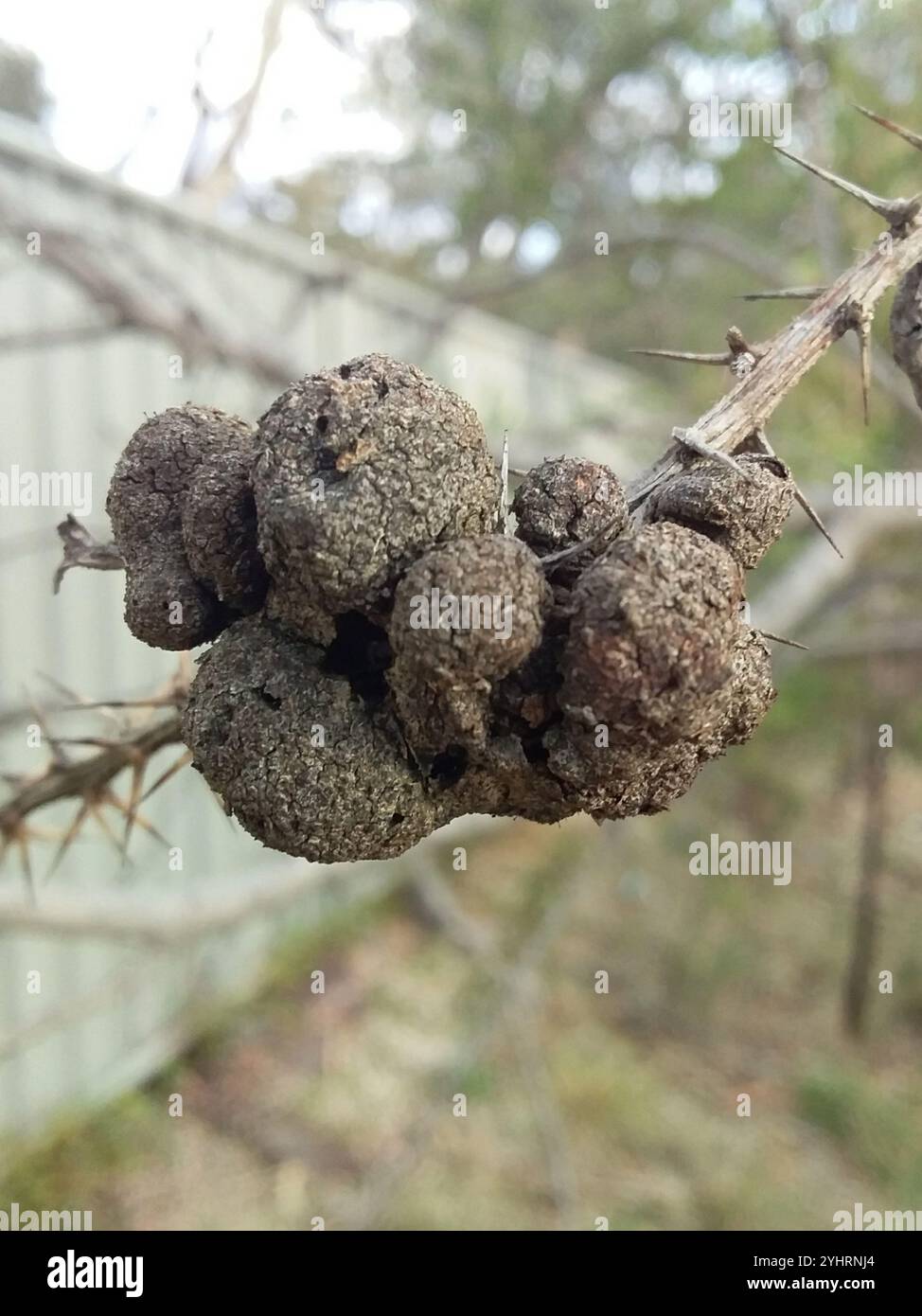 Kangaroo Thorn Gall Rust (Uromycladium paradoxae Stock Photo - Alamy