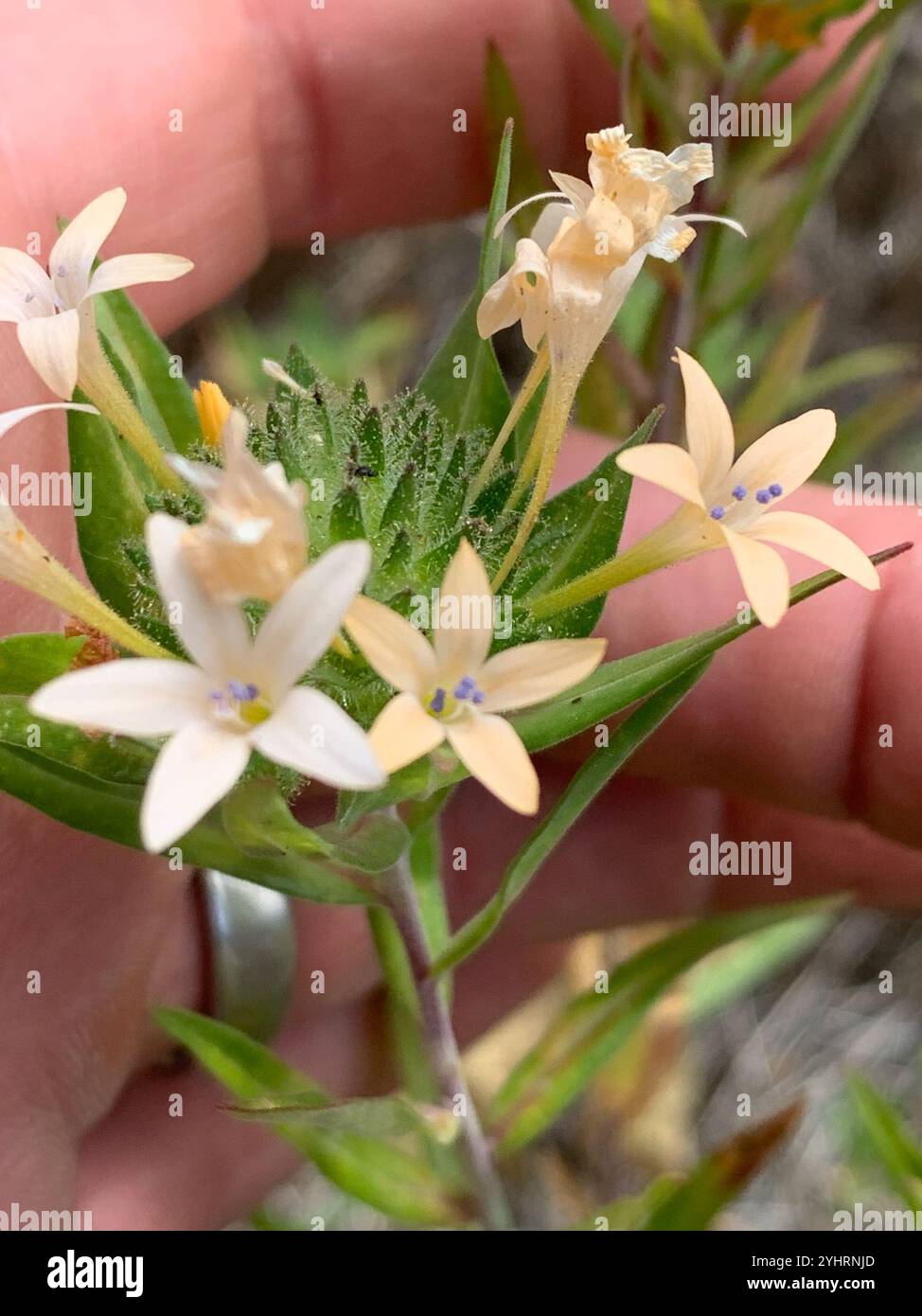 grand collomia (Collomia grandiflora Stock Photo - Alamy
