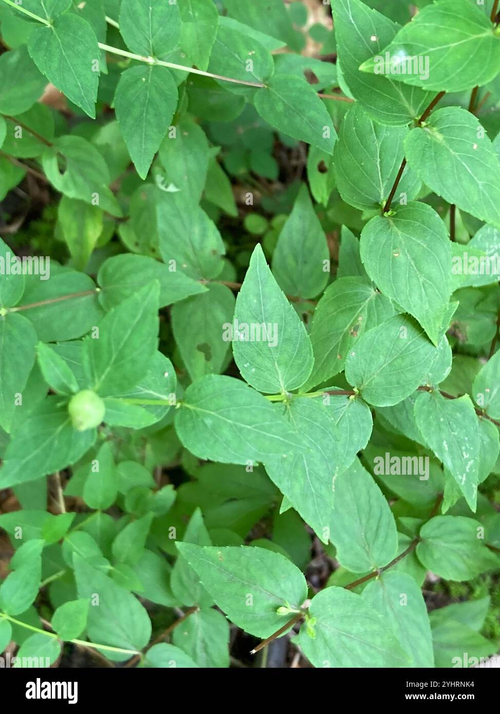 common dittany (Cunila origanoides Stock Photo - Alamy