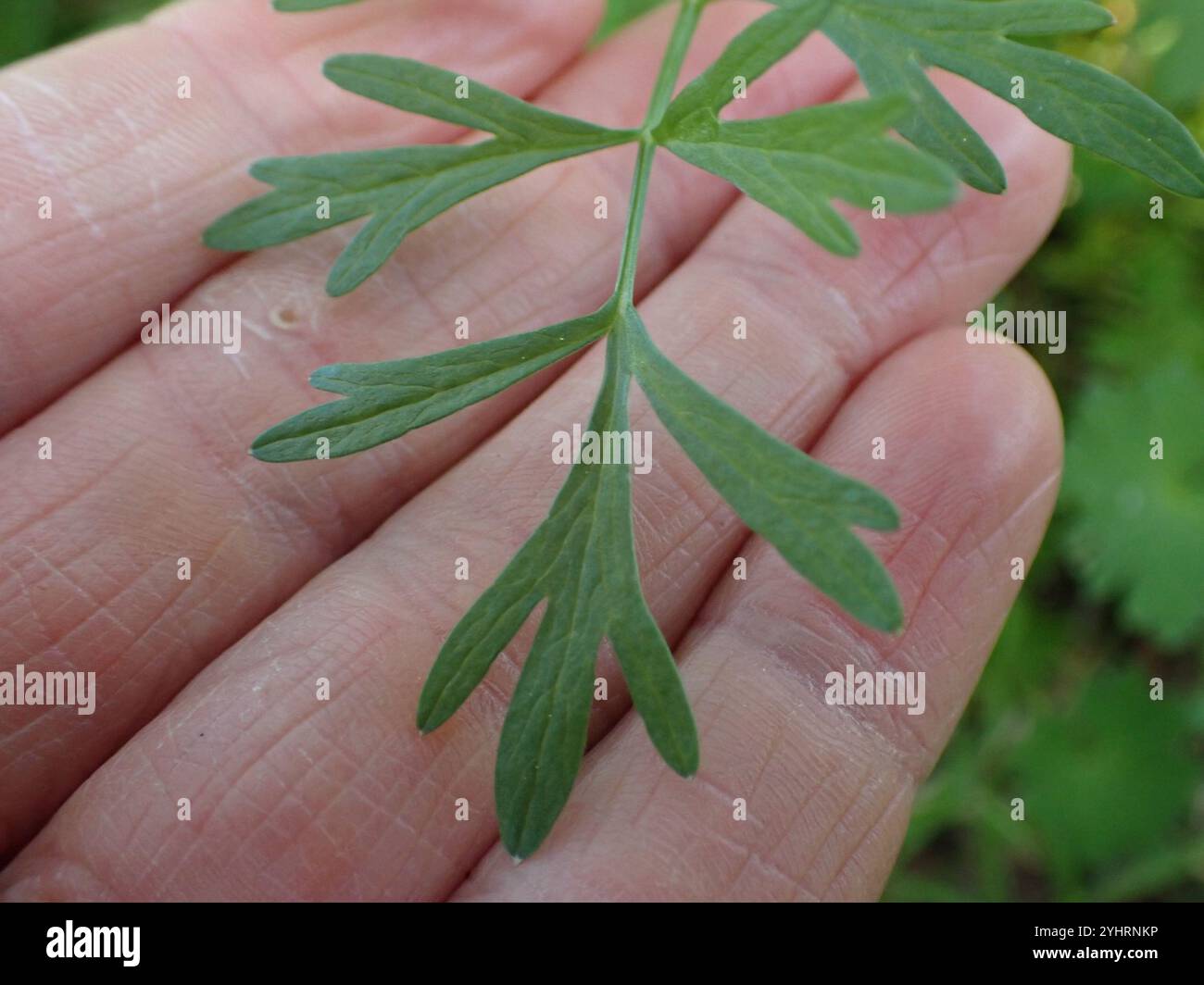 Gairdner's Yampah (Perideridia gairdneri Stock Photo - Alamy