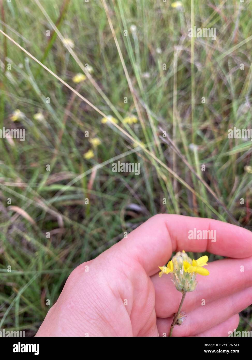 Dalea aurea hi-res stock photography and images - Alamy