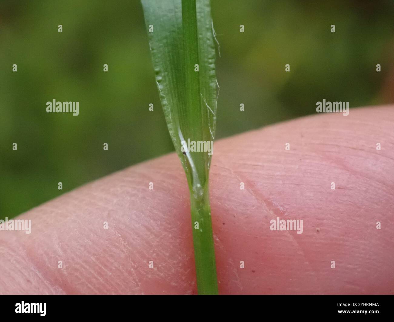 Small-flower Woodrush (Luzula parviflora Stock Photo - Alamy