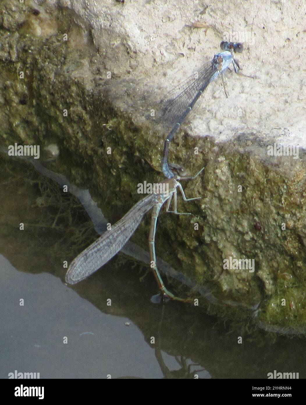 Powdered Dancer (Argia moesta Stock Photo - Alamy