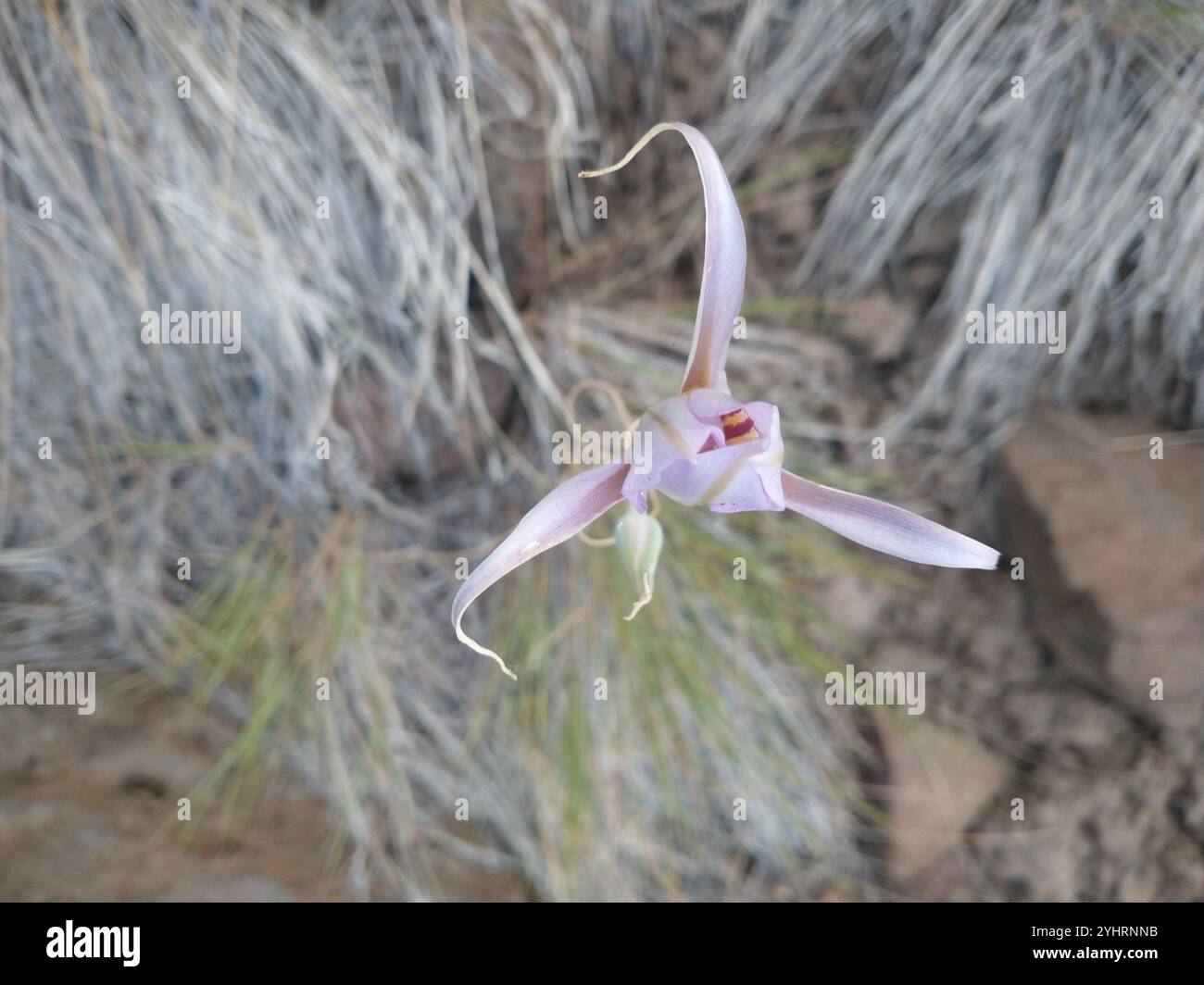Sagebrush Mariposa Lily (Calochortus macrocarpus Stock Photo - Alamy