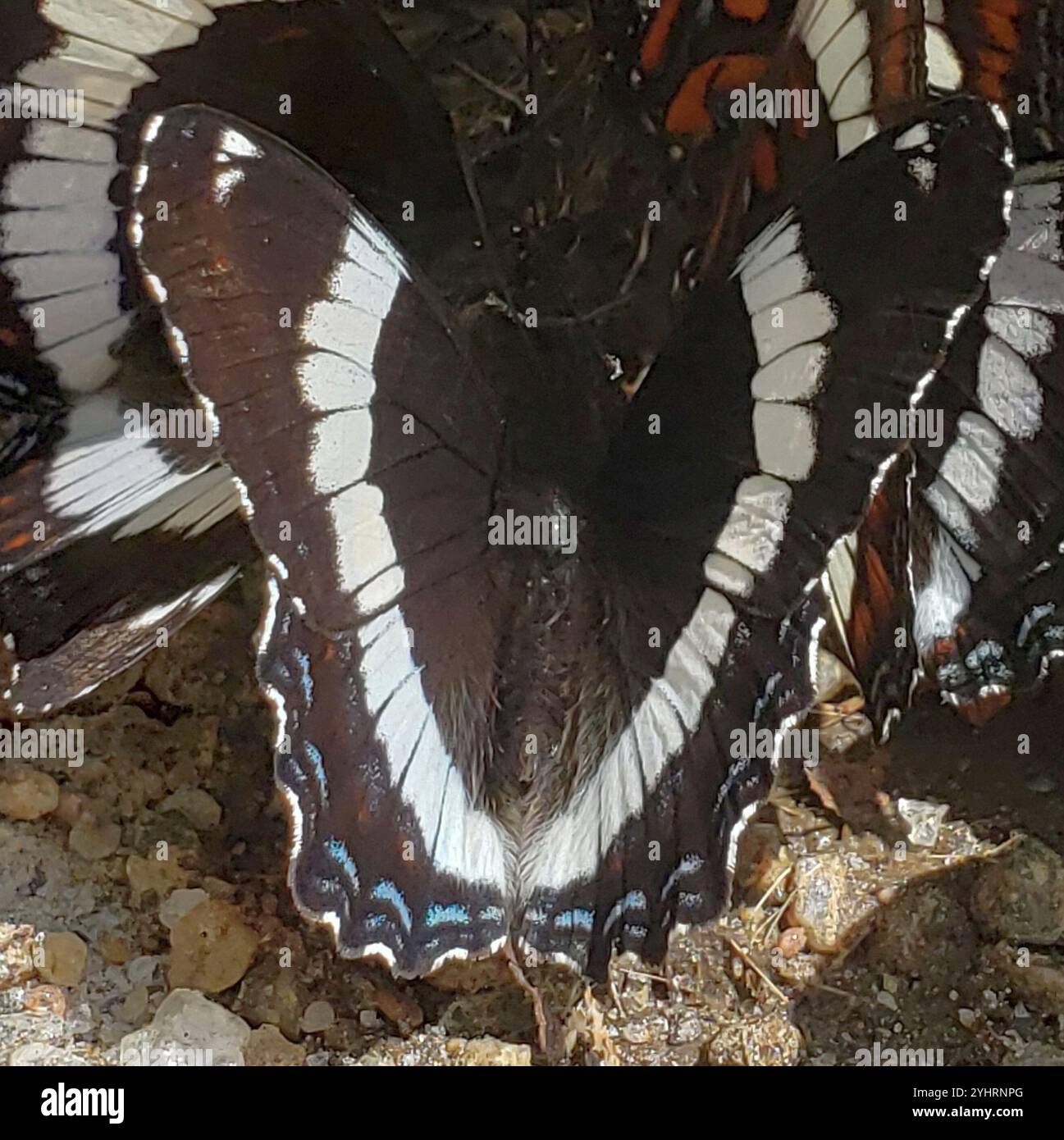 American White Admiral (Limenitis arthemis arthemis Stock Photo - Alamy