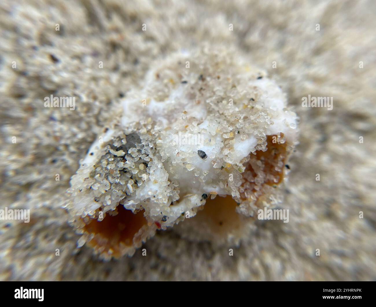 Thylacodes hi-res stock photography and images - Alamy