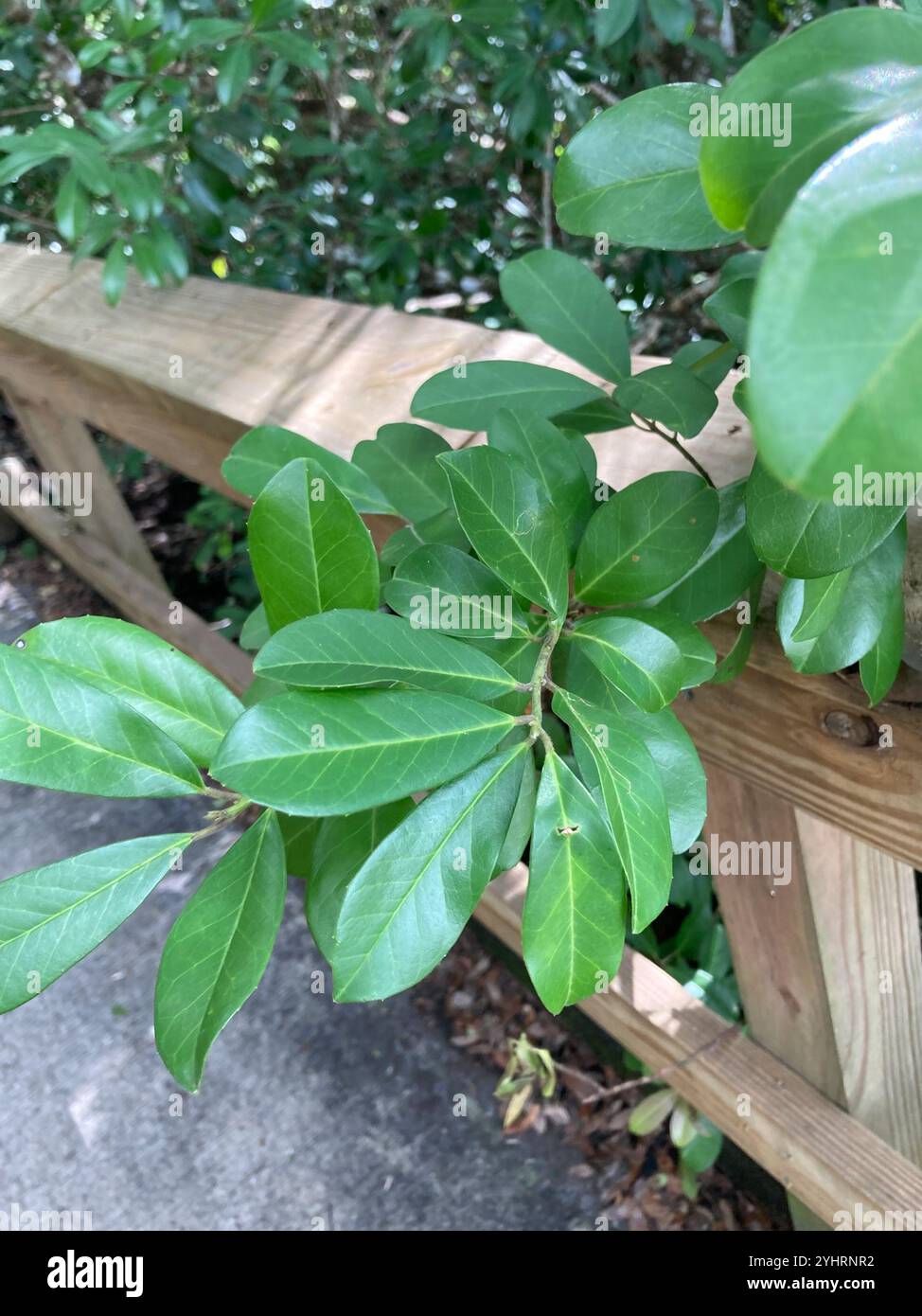 dahoon holly (Ilex cassine Stock Photo - Alamy