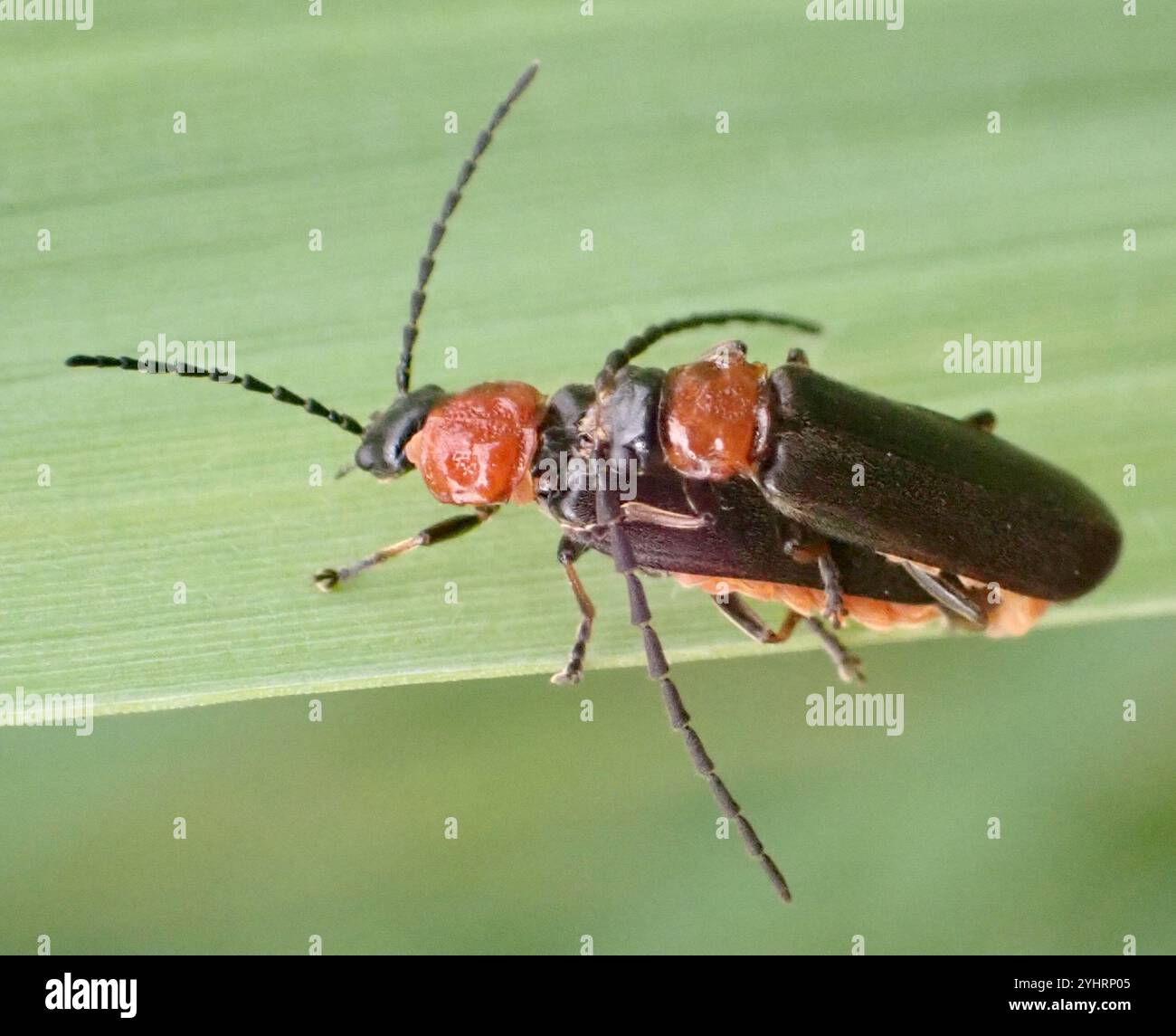 Silis hi-res stock photography and images - Alamy