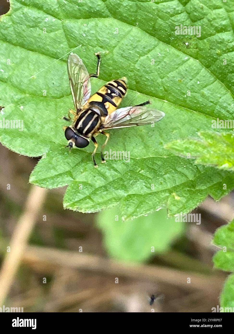 Sun Fly (Helophilus pendulus Stock Photo - Alamy