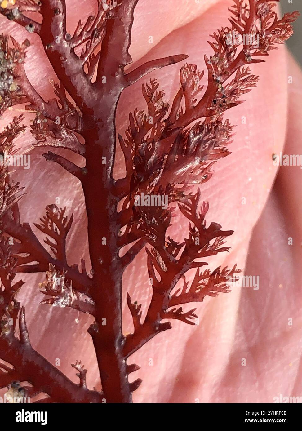 Sea Comb (Plocamium cartilagineum Stock Photo - Alamy