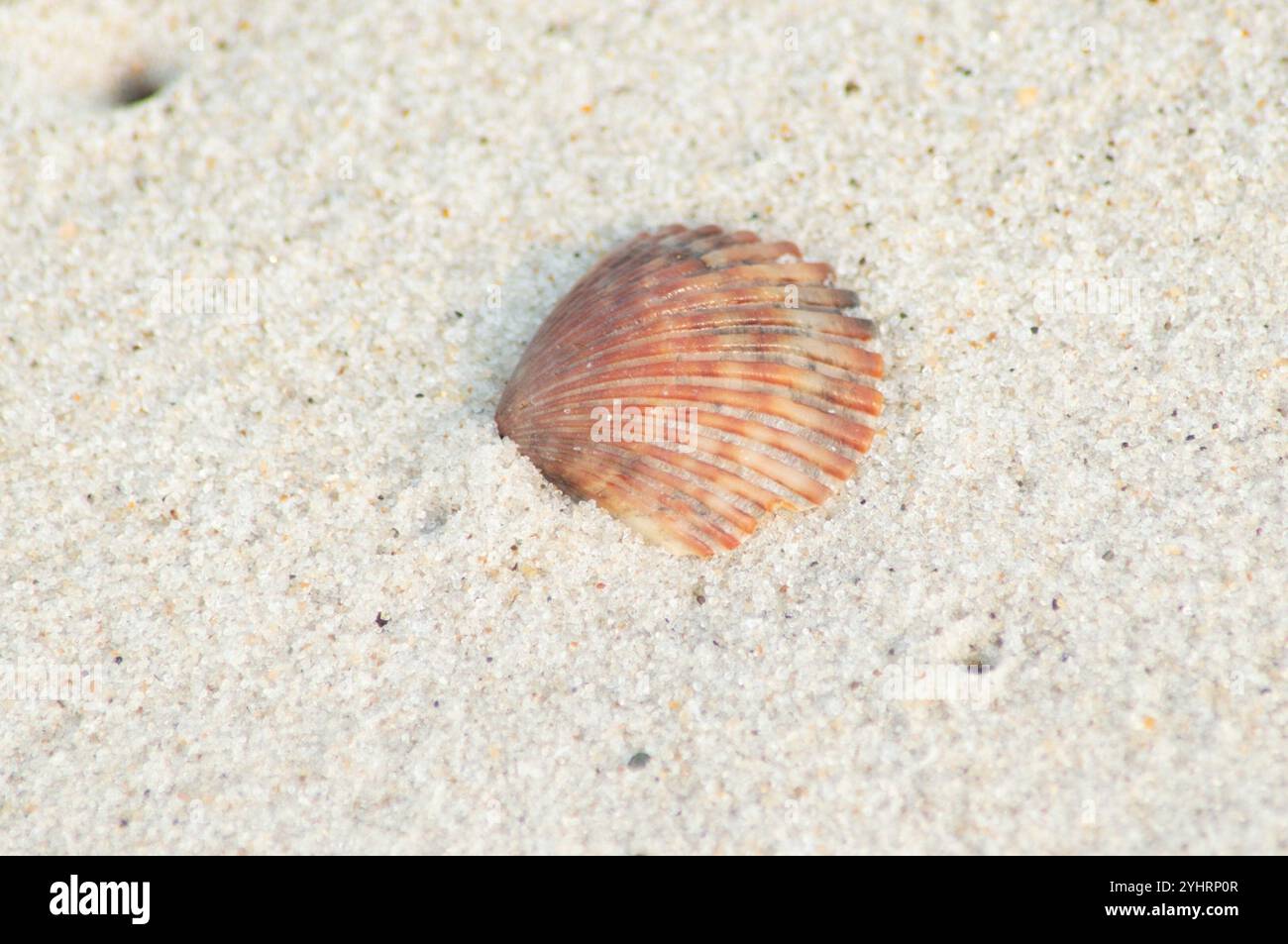 Atlantic Bay Scallop (Argopecten irradians Stock Photo - Alamy