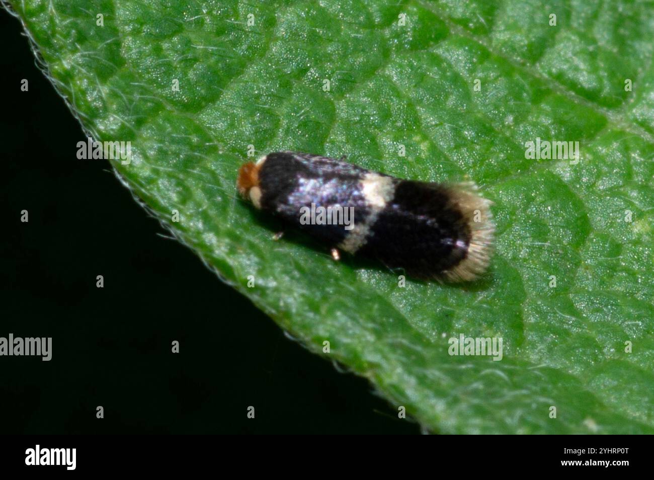 Nepticulidae hi-res stock photography and images - Alamy