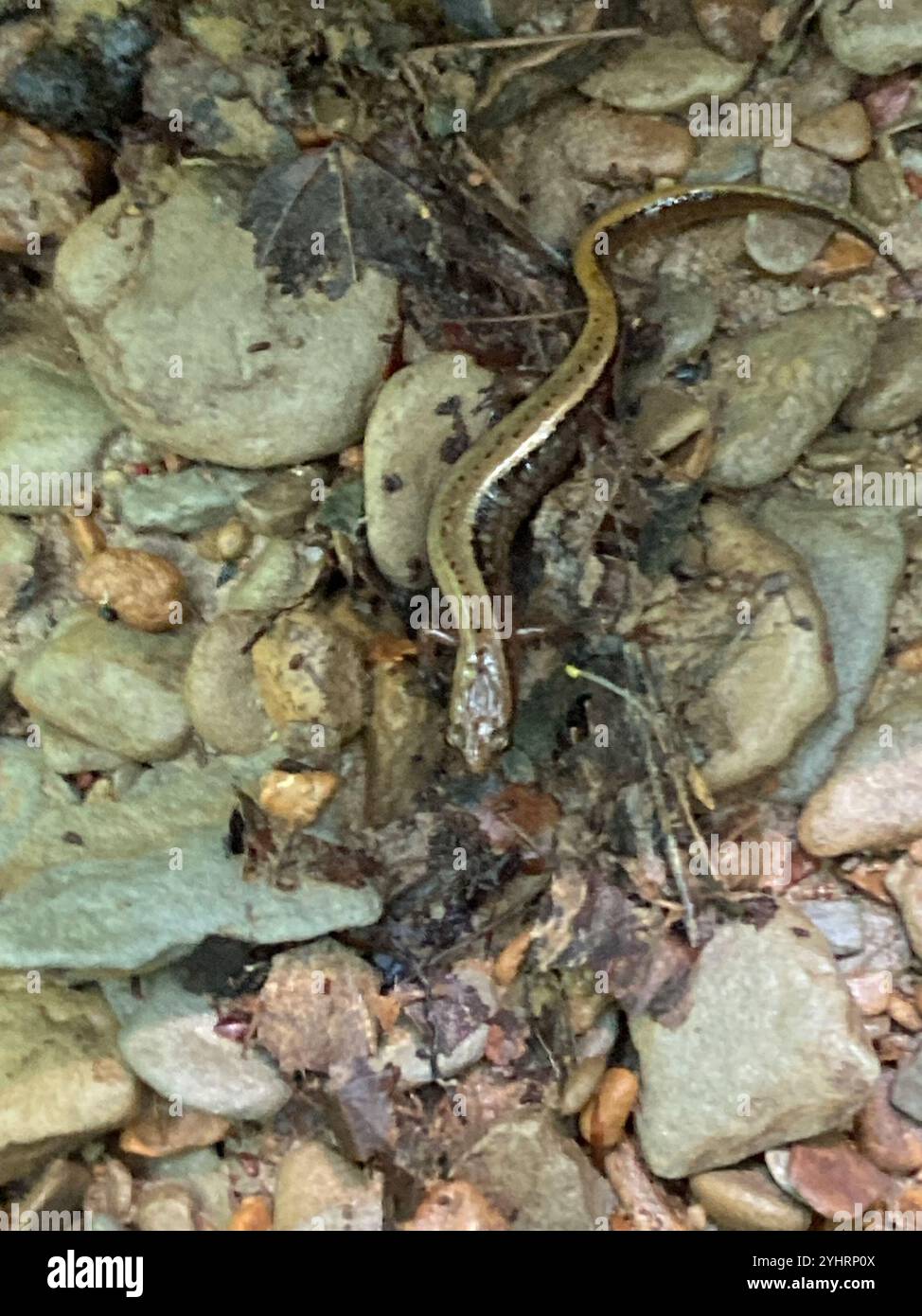 Southern Two-lined Salamander (Eurycea cirrigera Stock Photo - Alamy