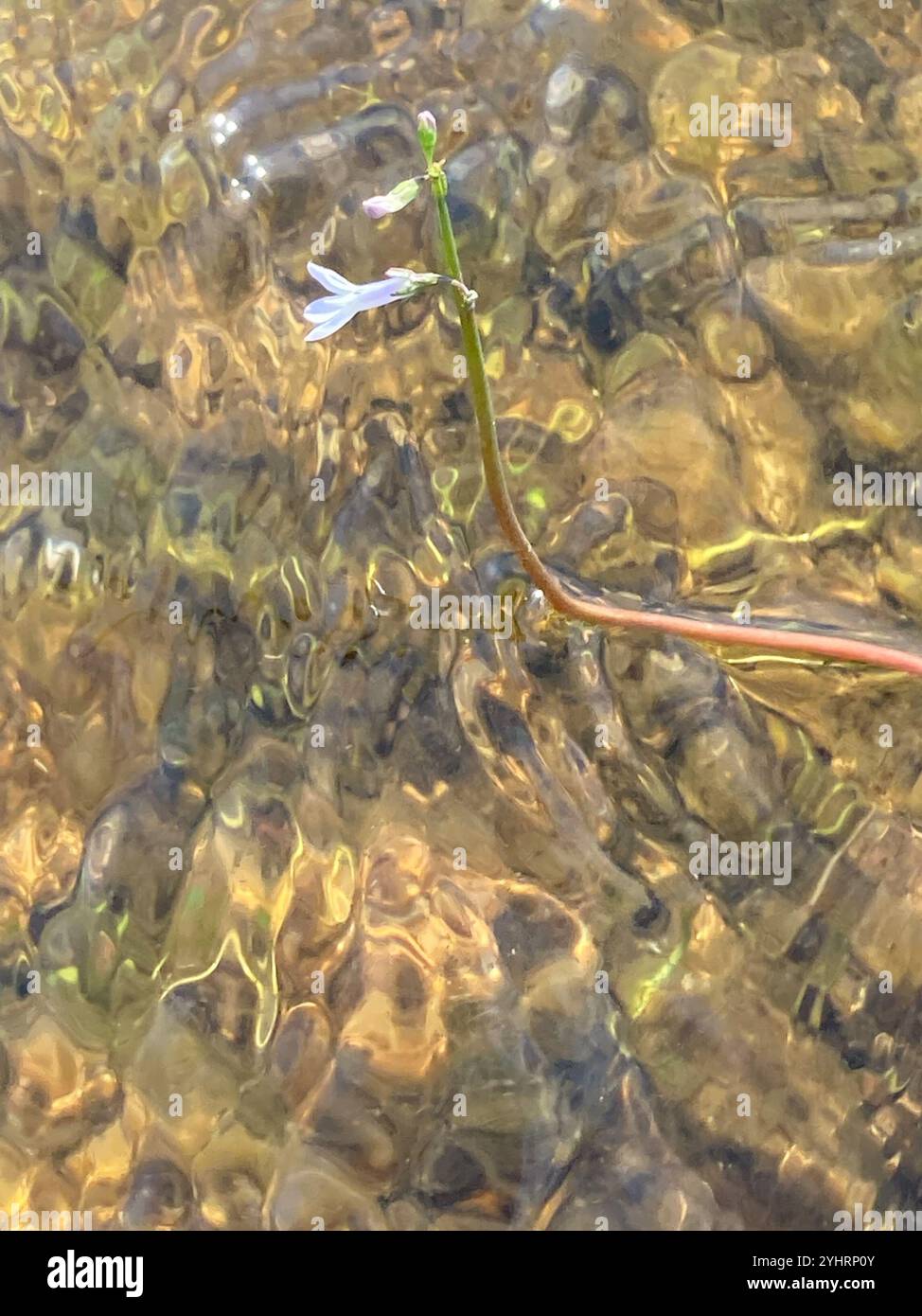 Water Lobelia (Lobelia dortmanna Stock Photo - Alamy