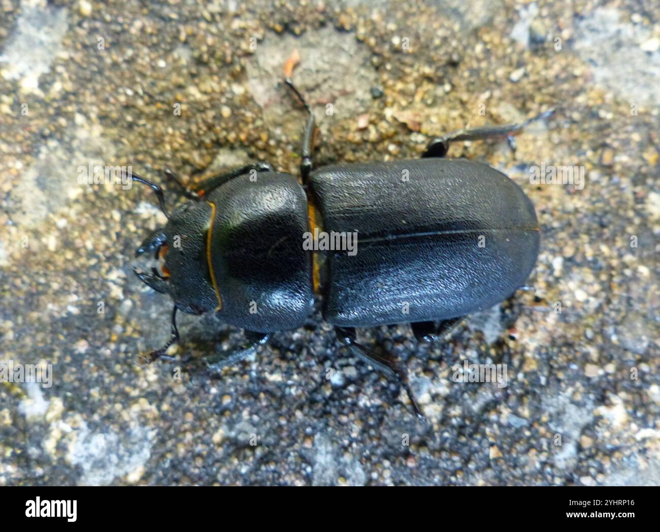 Lesser Stag Beetle (Dorcus parallelipipedus Stock Photo - Alamy