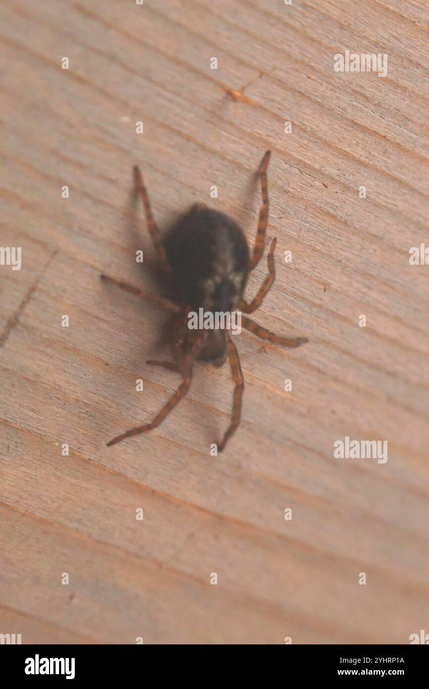 Lace web spiders (Amaurobius Stock Photo - Alamy