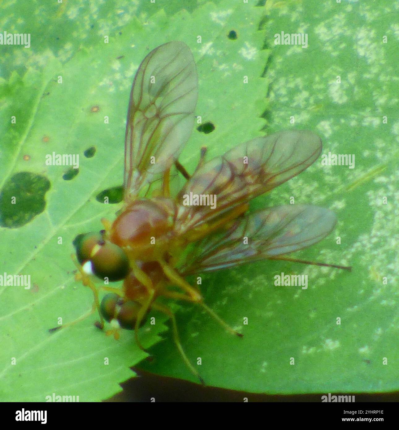 Compost Fly (Ptecticus trivittatus Stock Photo - Alamy