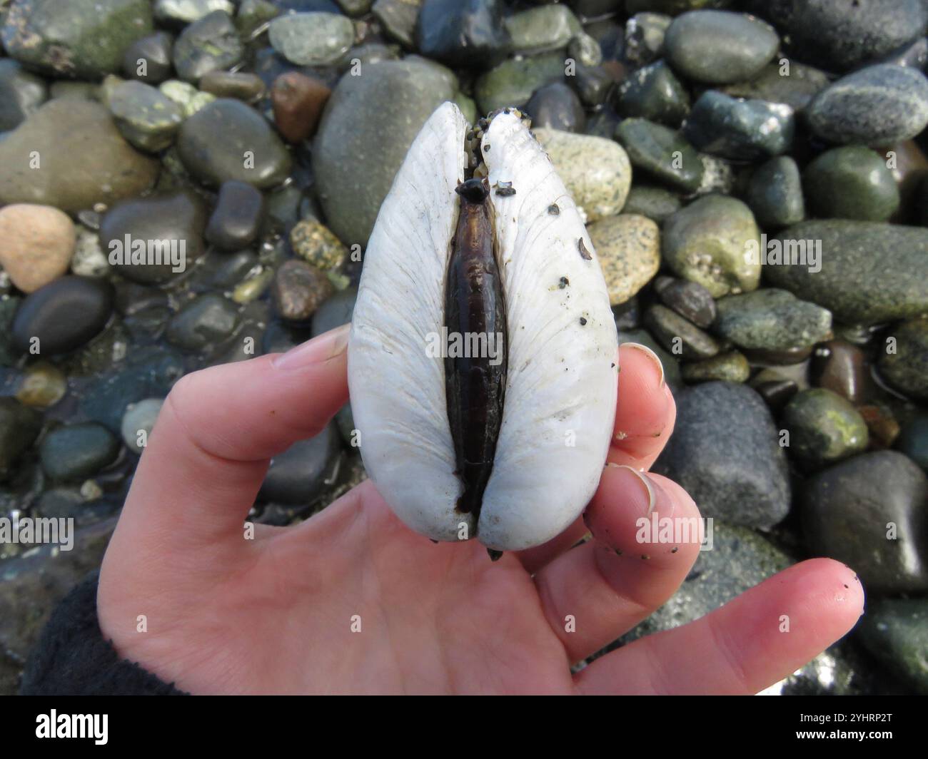 Butter Clam (Saxidomus gigantea Stock Photo - Alamy