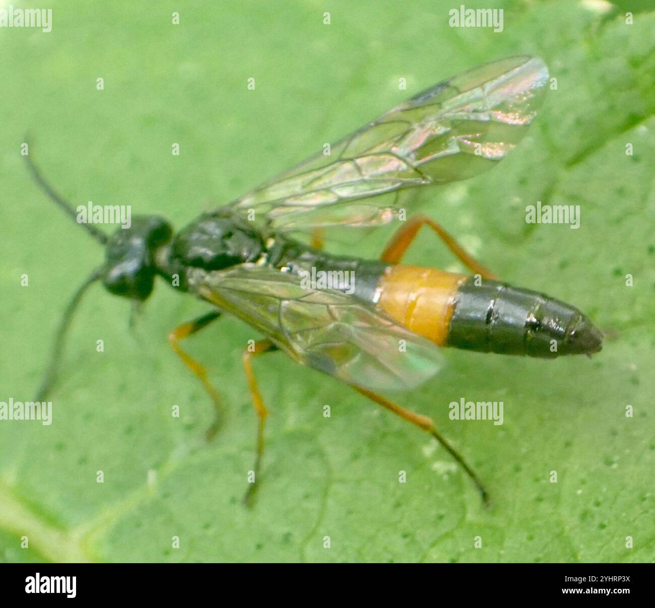 Calceatus hi-res stock photography and images - Alamy