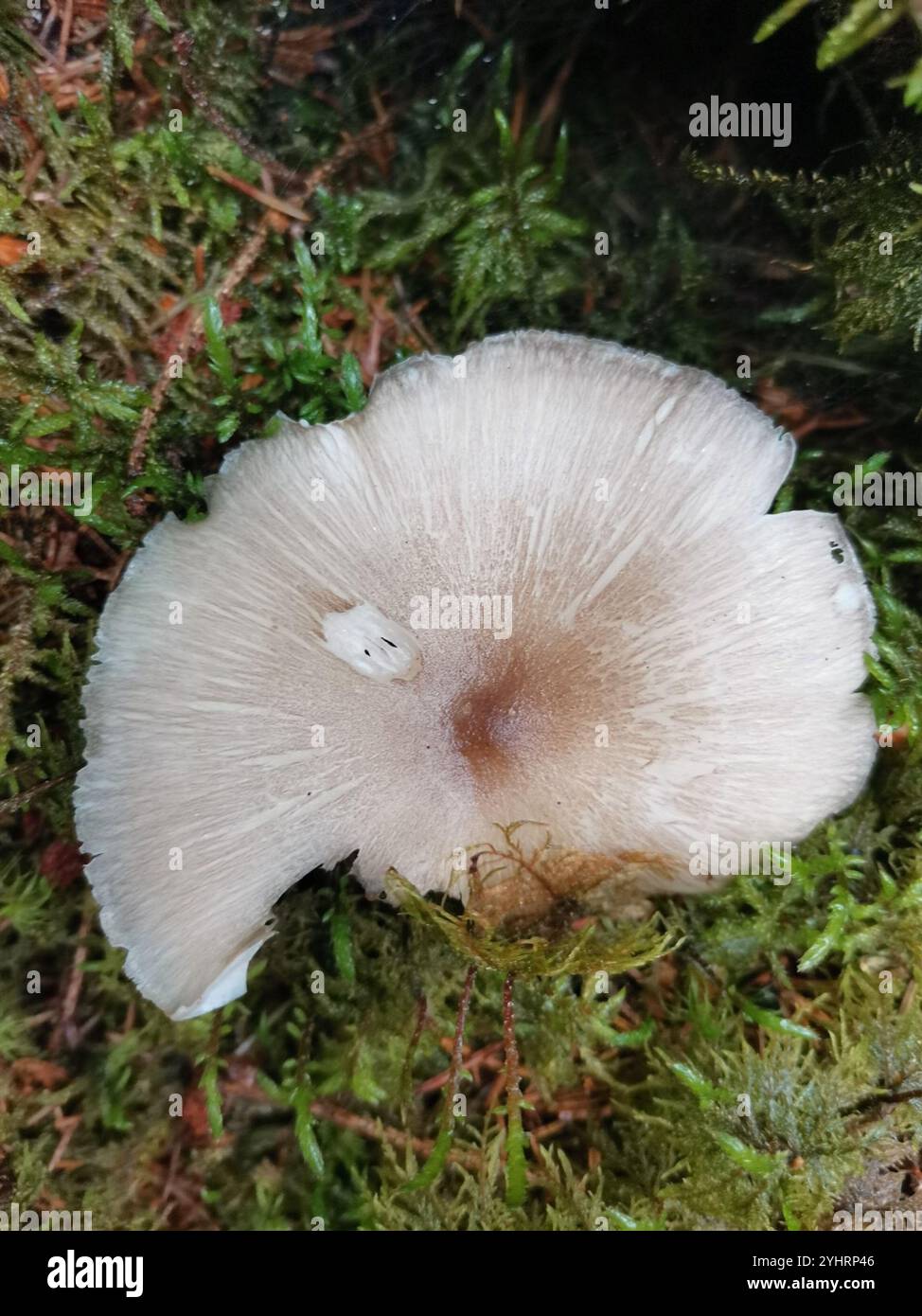 Clitocybe fragrans hi-res stock photography and images - Alamy