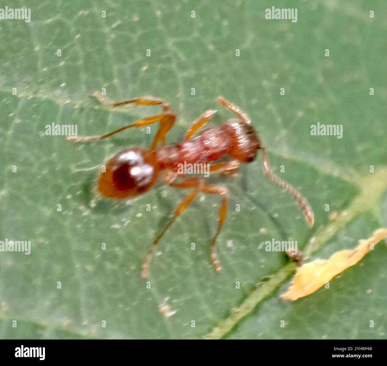 European fire ant (Myrmica rubra Stock Photo - Alamy