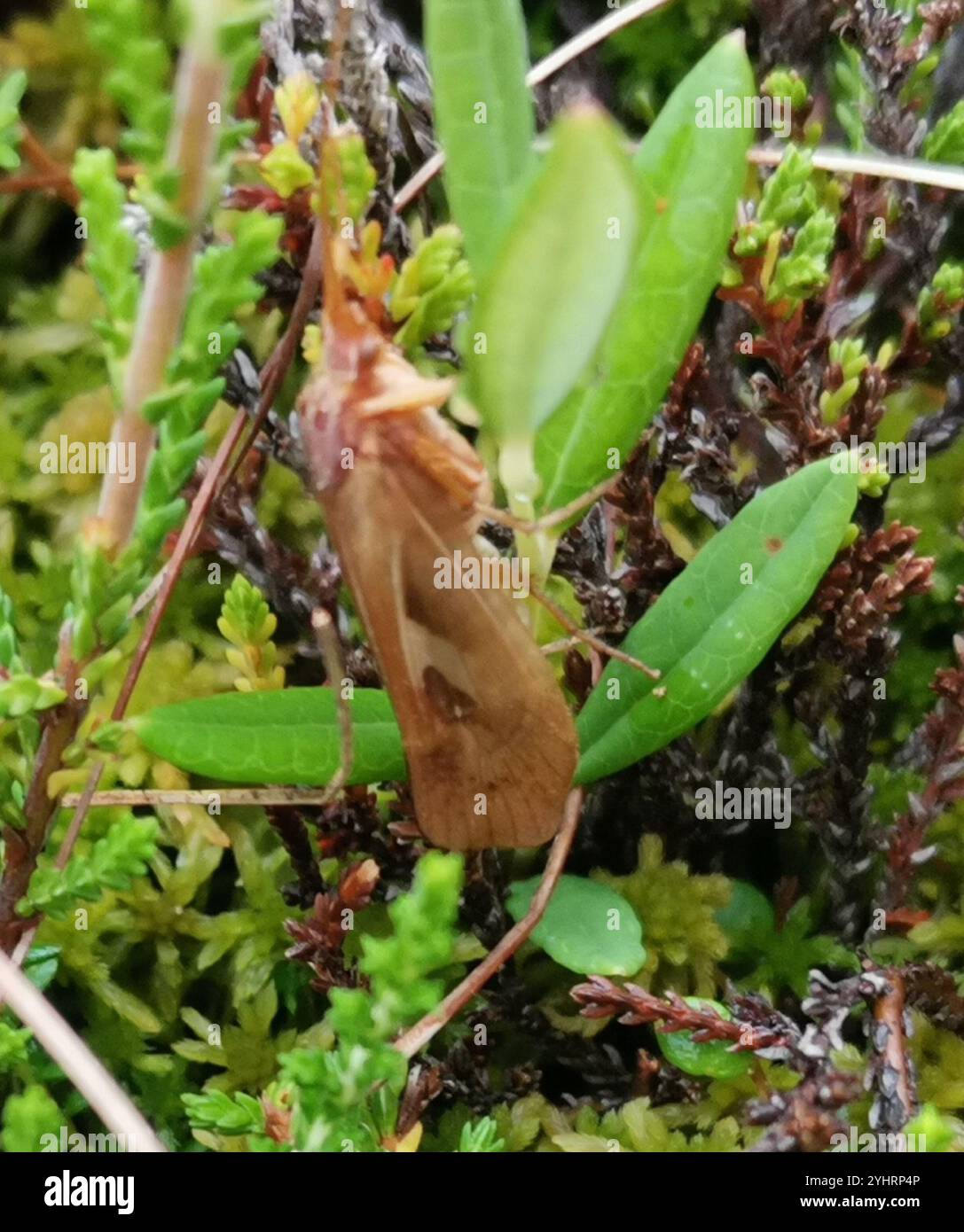 Limnephilus rhombicus hi-res stock photography and images - Alamy