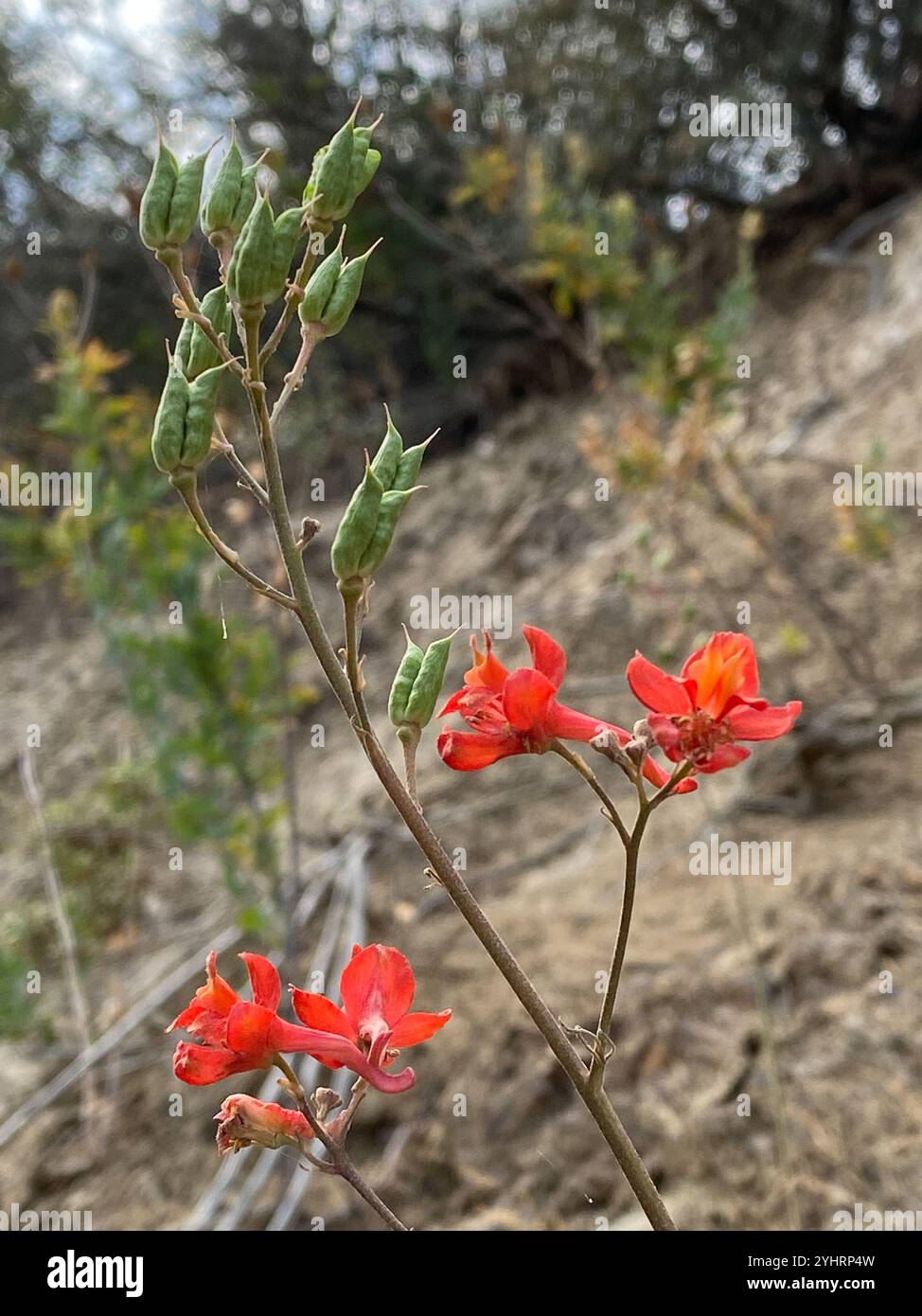 Scarlet Larkspur (Delphinium cardinale Stock Photo - Alamy