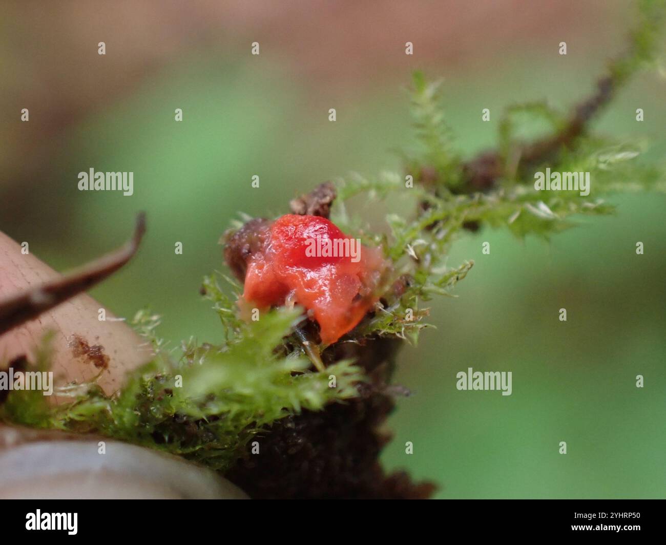 slime molds (Mycetozoa Stock Photo - Alamy