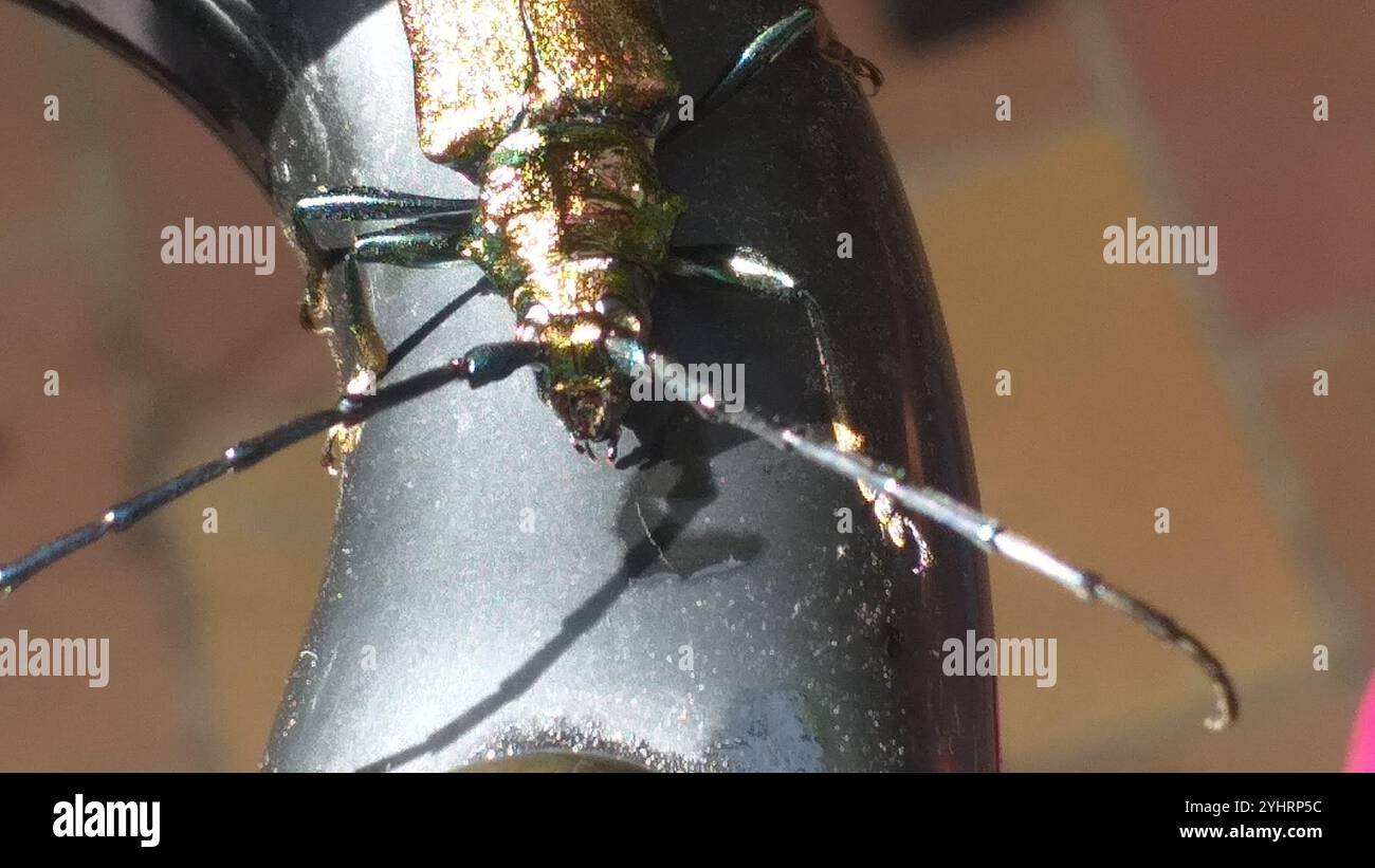 Musk beetle (Aromia moschata Stock Photo - Alamy