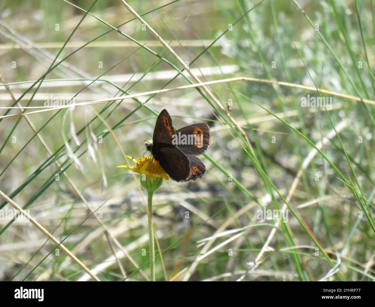Common Alpine (Erebia epipsodea Stock Photo - Alamy