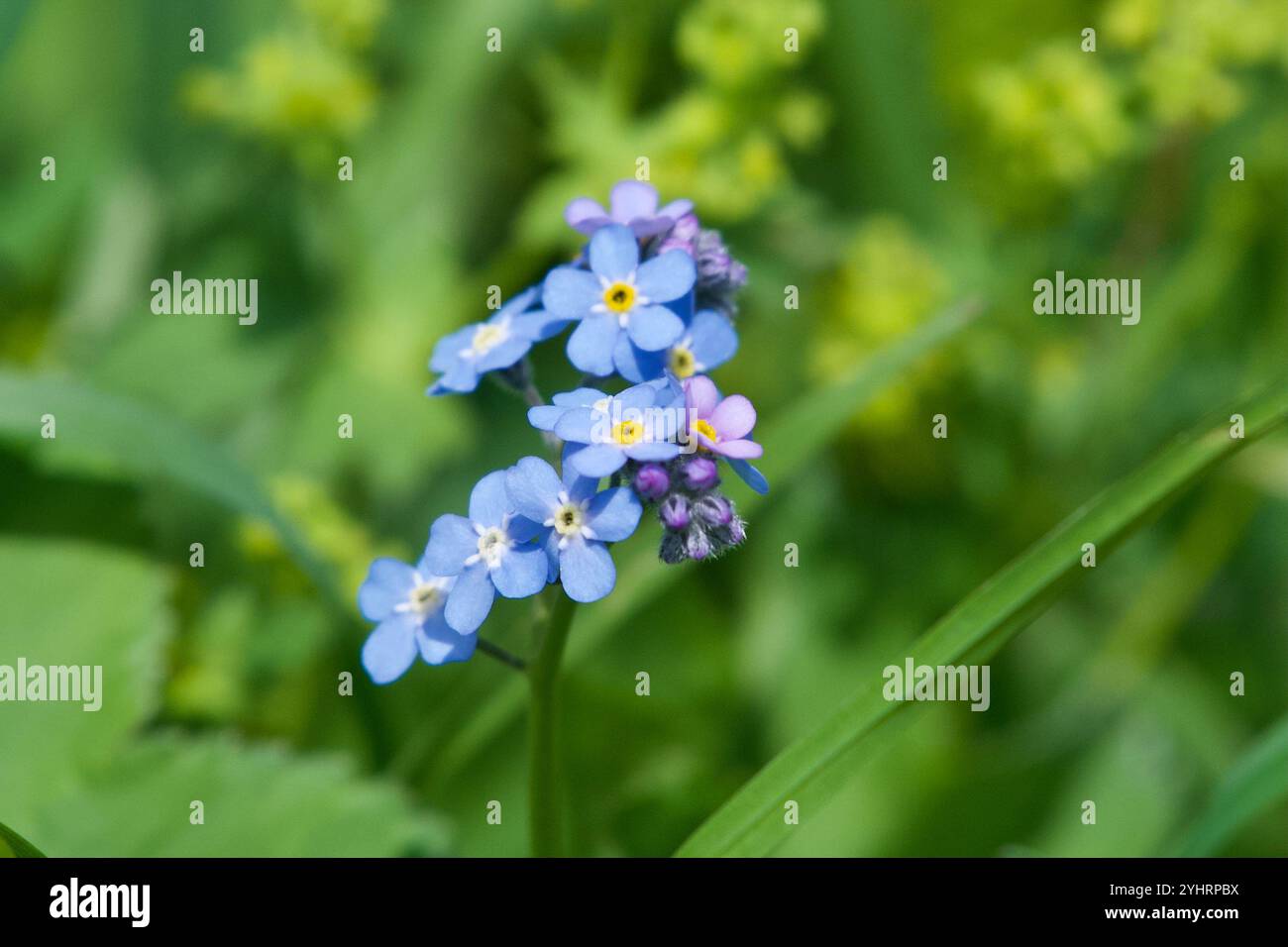Alpine forget-me-not (Myosotis alpestris Stock Photo - Alamy