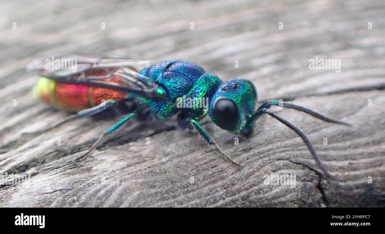 Ruby-tailed Cuckoo Wasps (Chrysis ignita Stock Photo - Alamy