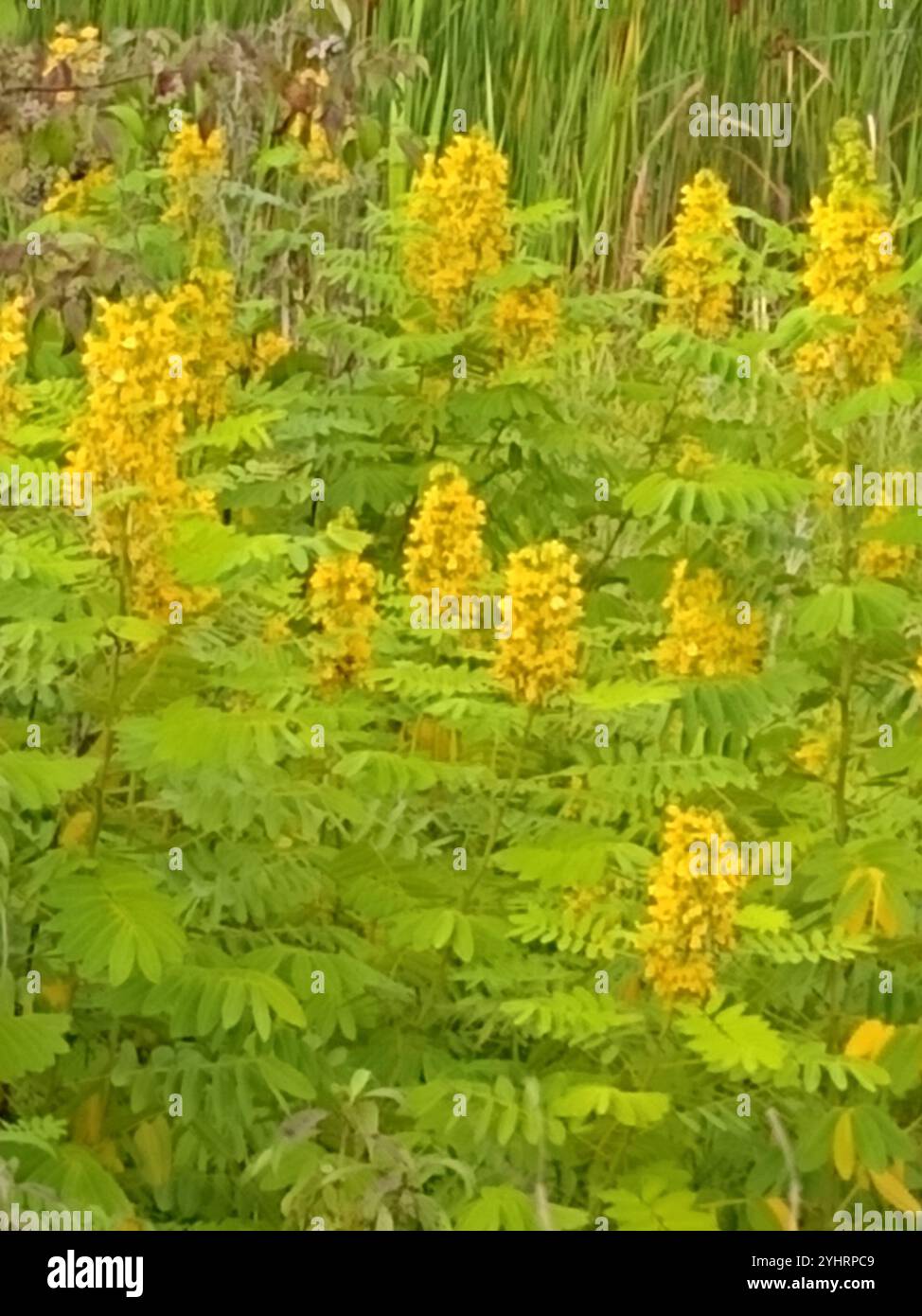 American senna (Senna hebecarpa Stock Photo - Alamy