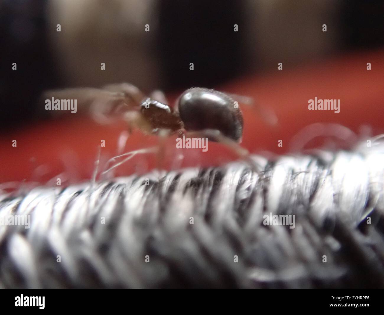 Dwarf Spiders (Erigoninae Stock Photo - Alamy