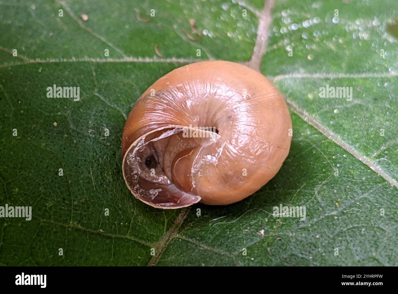 Kentish Snail (Monacha cantiana Stock Photo - Alamy