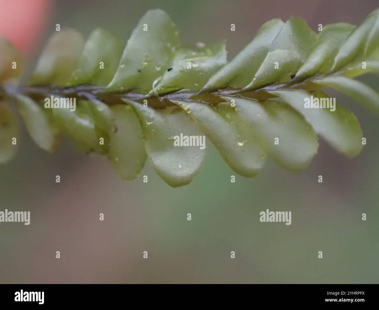 Jungermanniales hi-res stock photography and images - Alamy