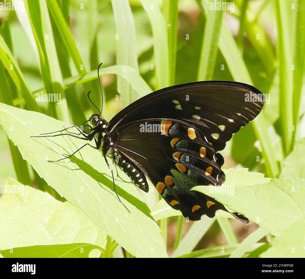 Spicebush Swallowtail (Papilio troilus Stock Photo - Alamy