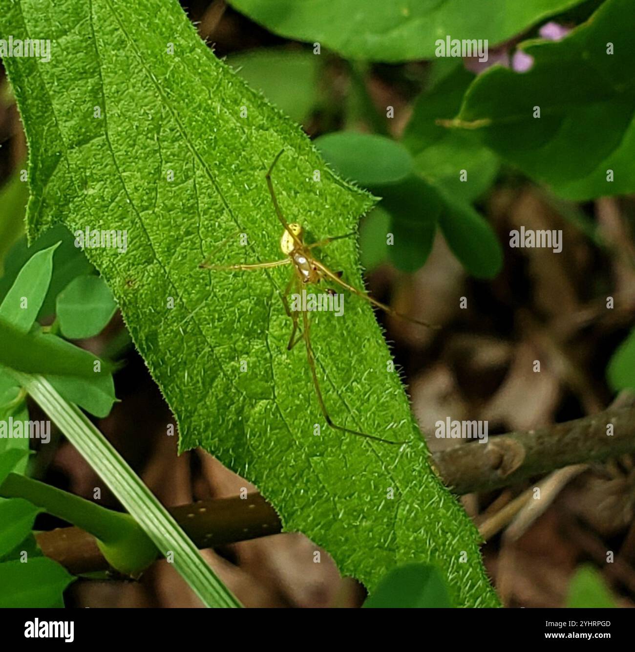 Common candy-striped spider (Enoplognatha ovata Stock Photo - Alamy