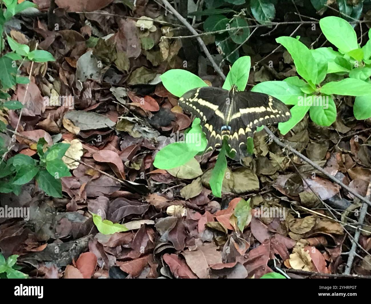 Schaus's Swallowtail (Heraclides ponceana Stock Photo - Alamy