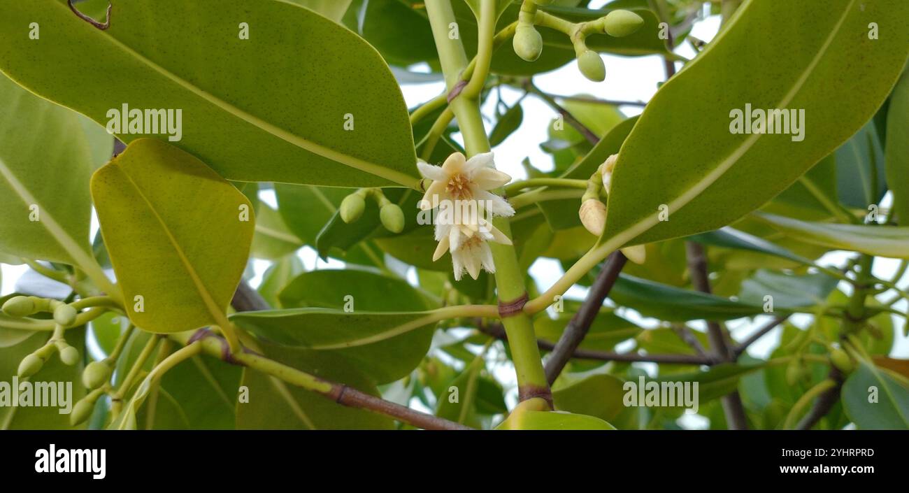 red mangrove (Rhizophora mangle Stock Photo - Alamy