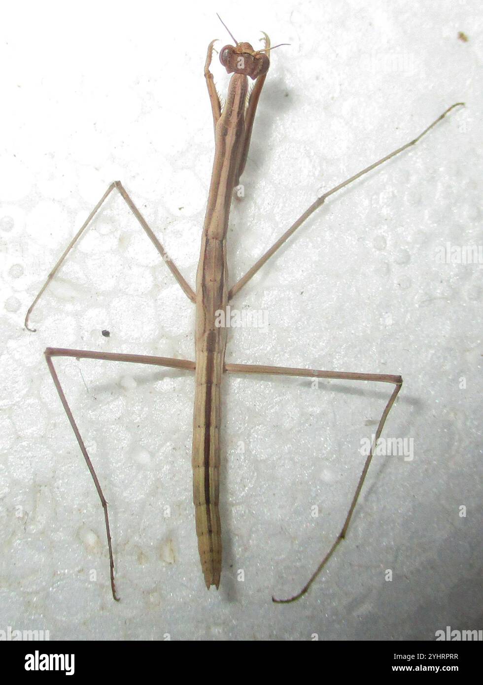 African Stick Mantises (Hoplocorypha Stock Photo - Alamy