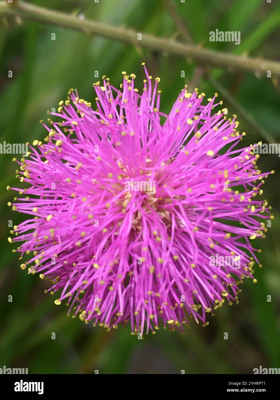 littleleaf sensitive-briar (Mimosa microphylla Stock Photo - Alamy